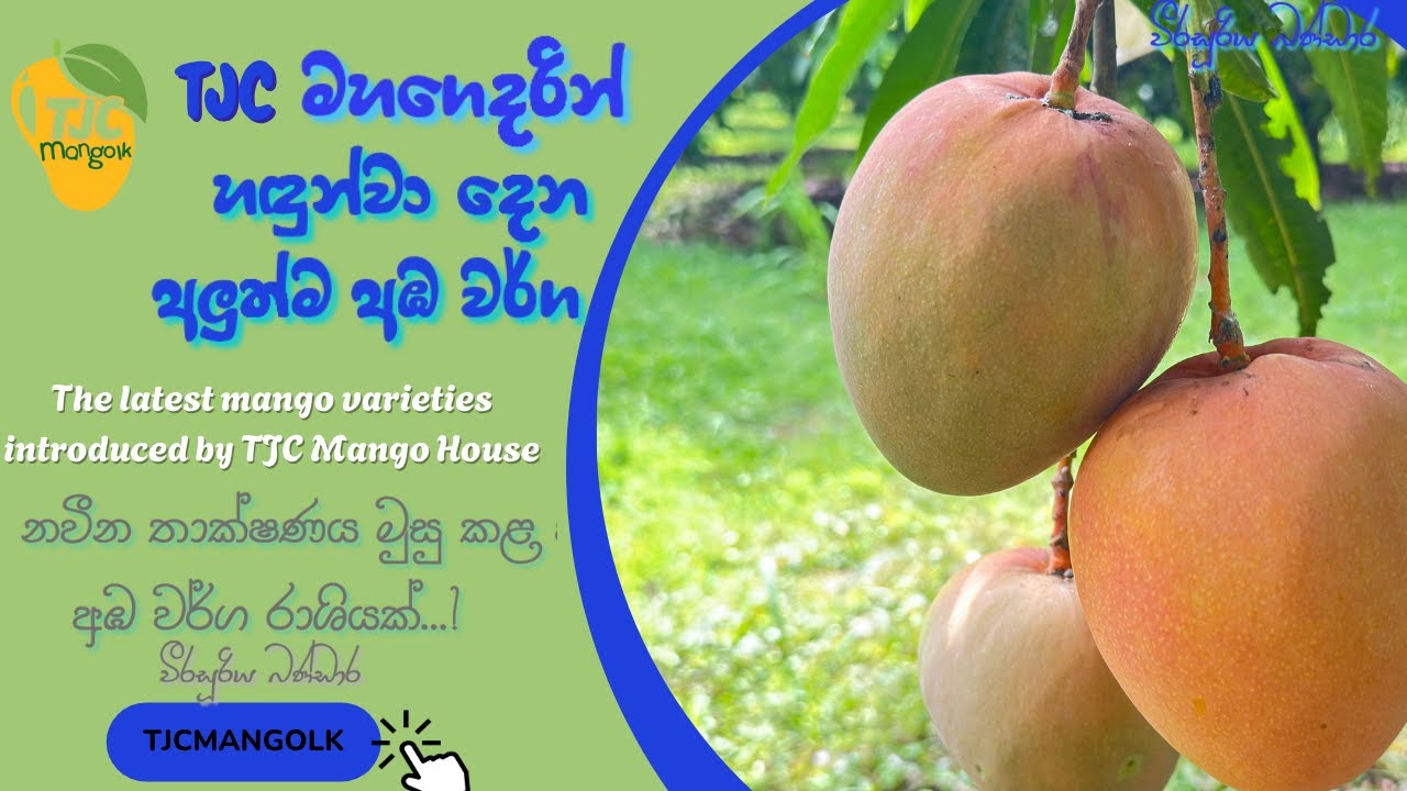 TJC මහ ගෙදරින් හඳුන්වා දෙන අලුත්ම අඹ වර්ග The latest mango varieties ...