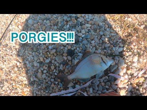 Fishing for Porgies on North Shore - Epic Porgy and Multi-Species ...