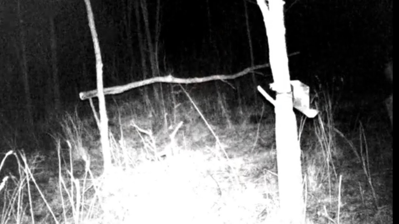 Spooky Trail Cam Footage - YouTube