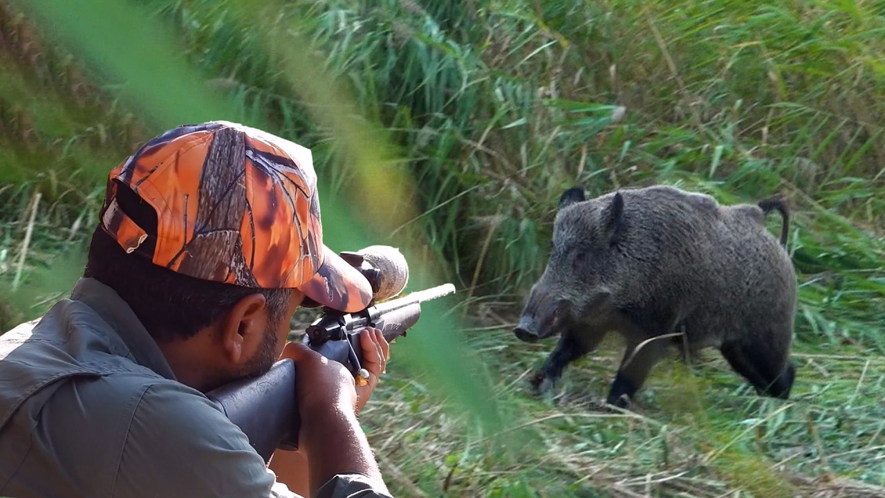 EPIC GIANT WILD BOAR SHOTS, ACTION HUNT SCENES, HOG HUNTING #hunting # ...