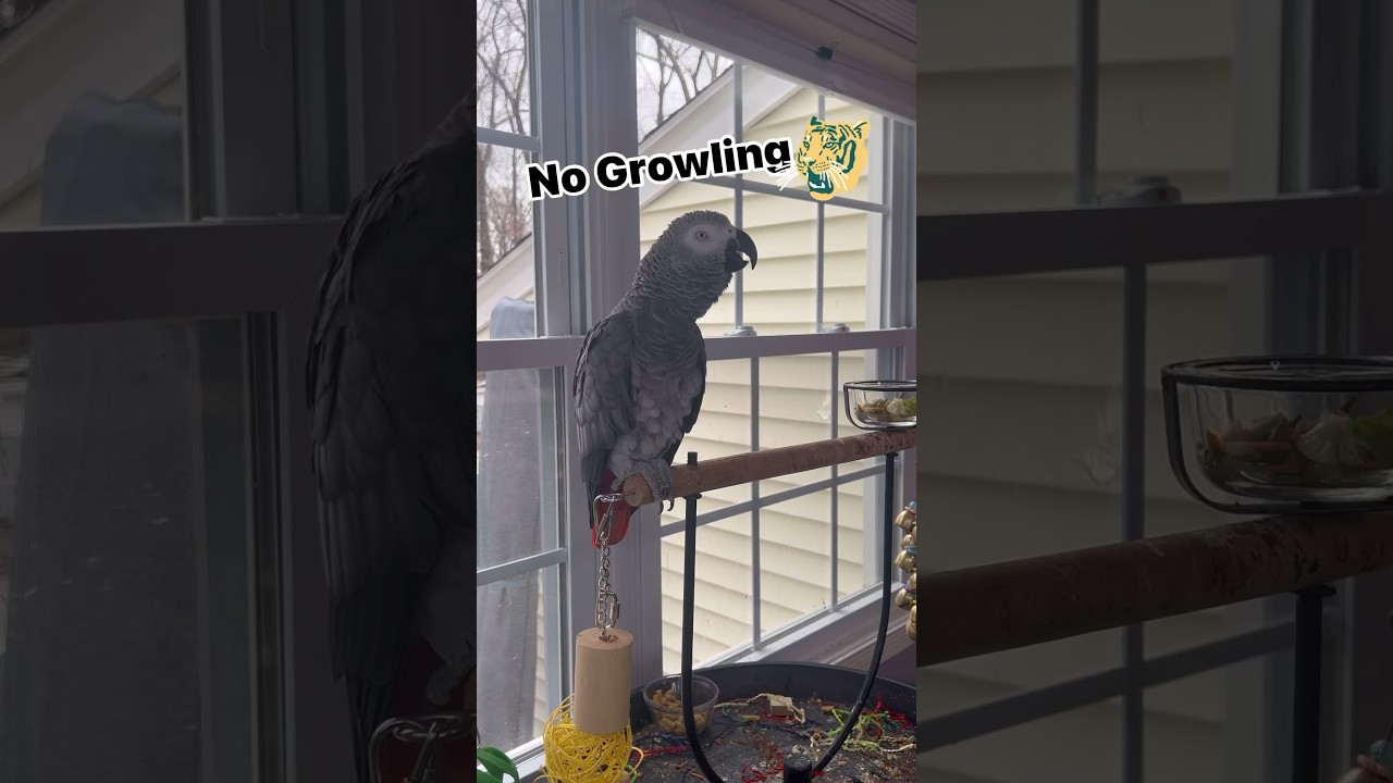 Symon says: I’m always growling at dad🤣#parrots # ...