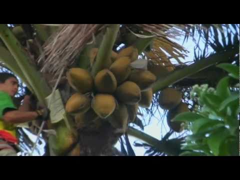 coconut tree trimming.mov - YouTube