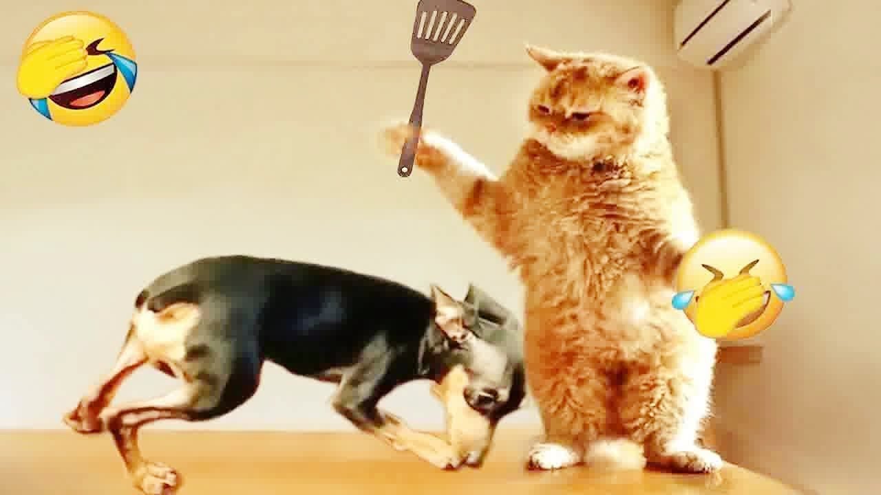 When Cats Are So Silly 😹 I will die laughing 🤣😹 Best Funny Video ...