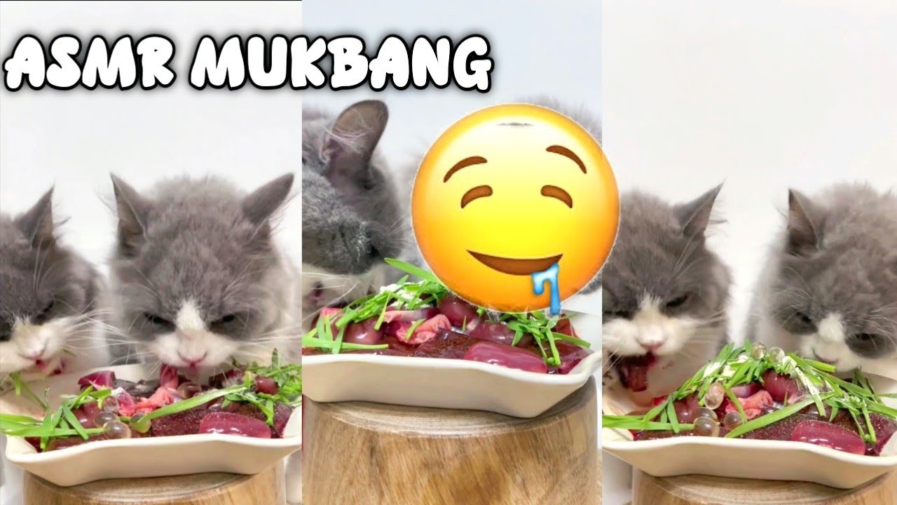 ASMR CAT MUKBANG | Today:Combination of three types of raw meat and ...
