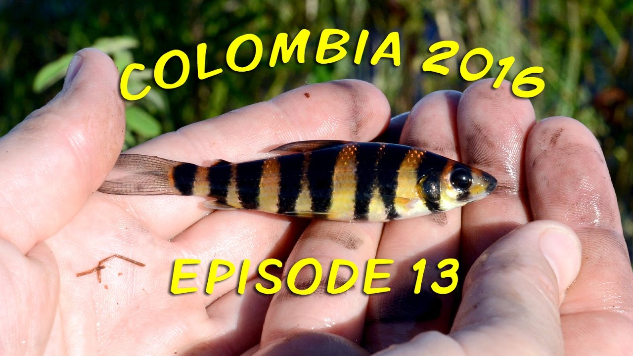 Colombia 2016 - Episode 13 - Rio Atabapo - YouTube
