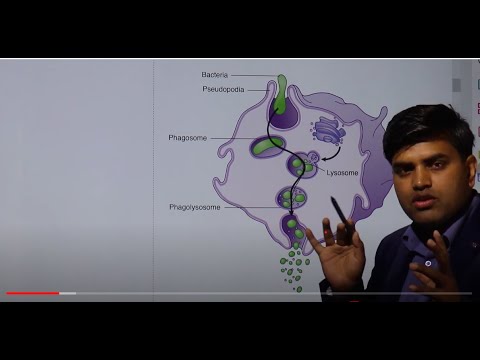 Phagocytosis and Opsonization - Immunology Kaplan USMLE Microbiology ...