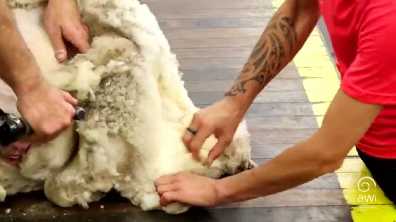 AWI Basic Wool Handling - Crossbred on the Board - YouTube