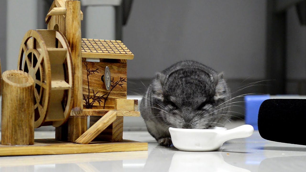 Chinchilla Diary - MY PET CHINCHILLA - How Chinchilla Drink Water ...