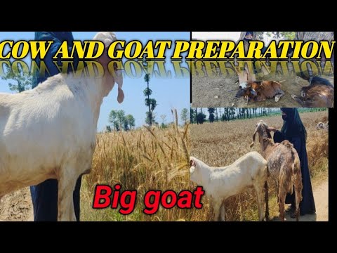 Desi tareeka: Goat and cow slaughter| tradition way by a brave girl| lady butcher