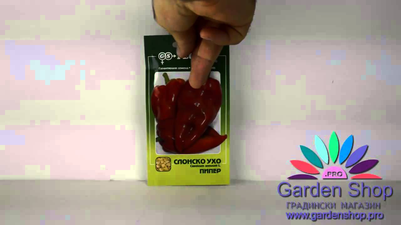 Super Giant Elephant ear peppers - seeds - YouTube