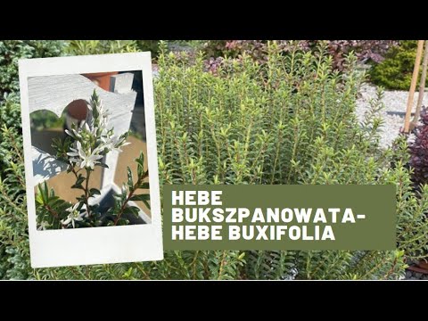 Hebe bukszpanowata- Hebe buxifolia - Opis, wymagania, zastosowanie