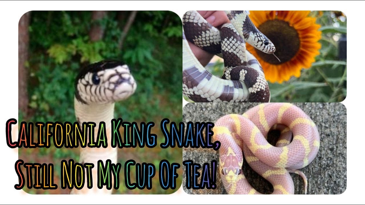 Docile Beautiful California King Snake Pet that I'm Still Fearful Of ...