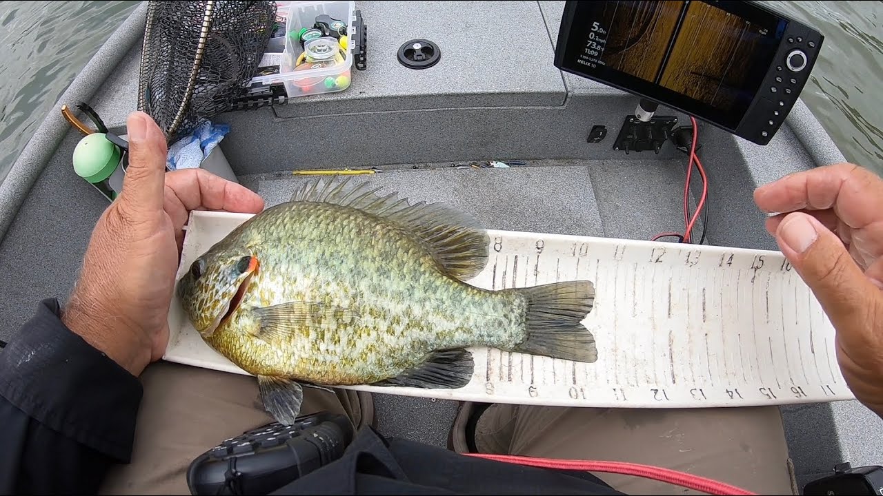 Fun day catching panfish on Fine Tail Banshee Super Ultra Light. - YouTube
