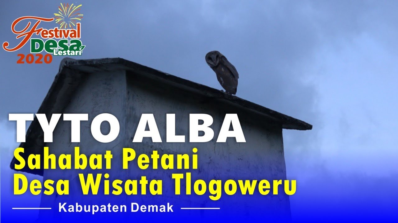 Burung Hantu Tyto Alba, Predator Tikus Sahabat Petani di Demak - YouTube