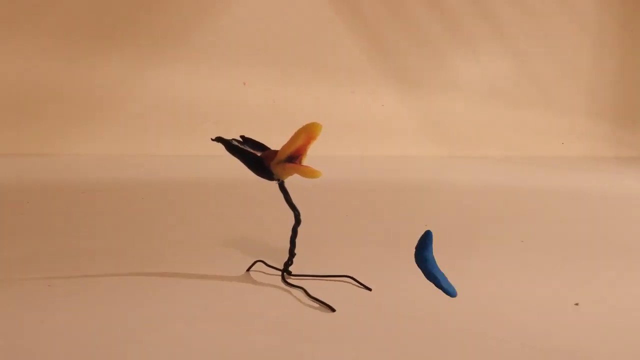 Stop motion of a one legged crow - YouTube