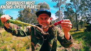Easy To Gather Wild Food Australia: Common Salsify/Oyster Plant.
