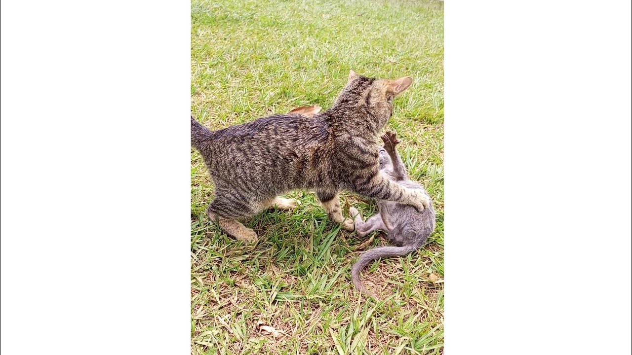 funny cats fighting video compilation🤣🤣part 1 - YouTube