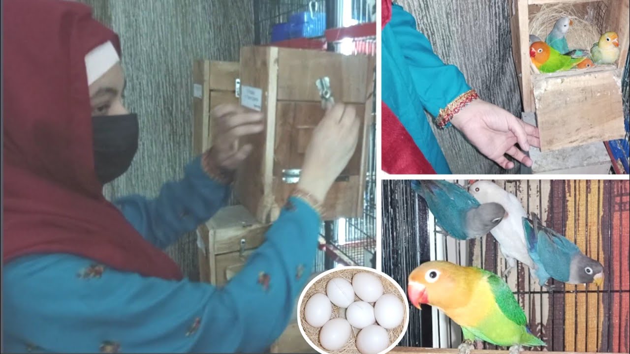 Visit Female Lovebirds Breeder Setup In Lahore | Lovebirds Breeding ...