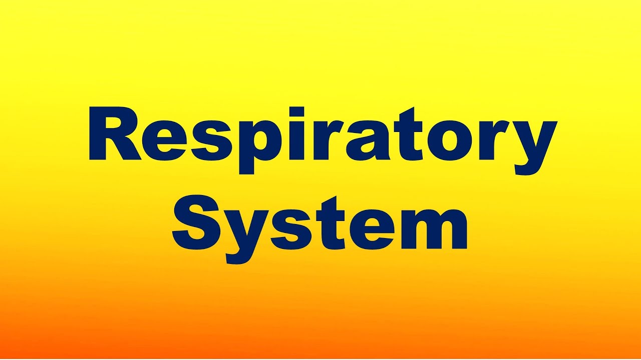 Respiratory System Definition Functions And Parts YouTube Respiratory System Definition Functions And Parts YouTube