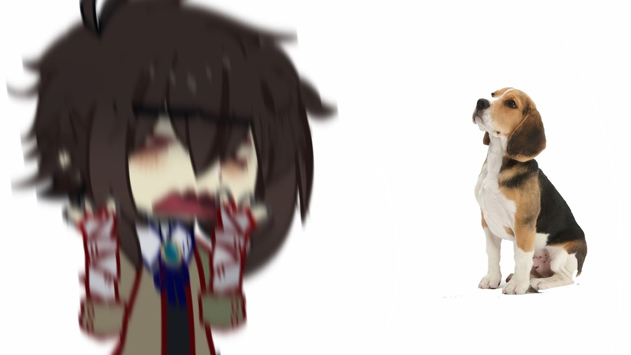 ׁ꣑ৎ ⭑🩹🧻 • Is Dazai scared of dog? || shitpost ᶻ 𝗓 𐰁 - YouTube