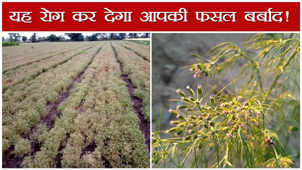 जीरा की फसल में भभूतिया रोग की रोकथाम! Powdery Mildew control in Cumin ...