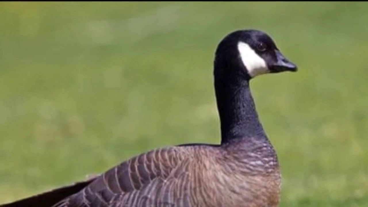 All of FlooKooTV's HONKS - YouTube