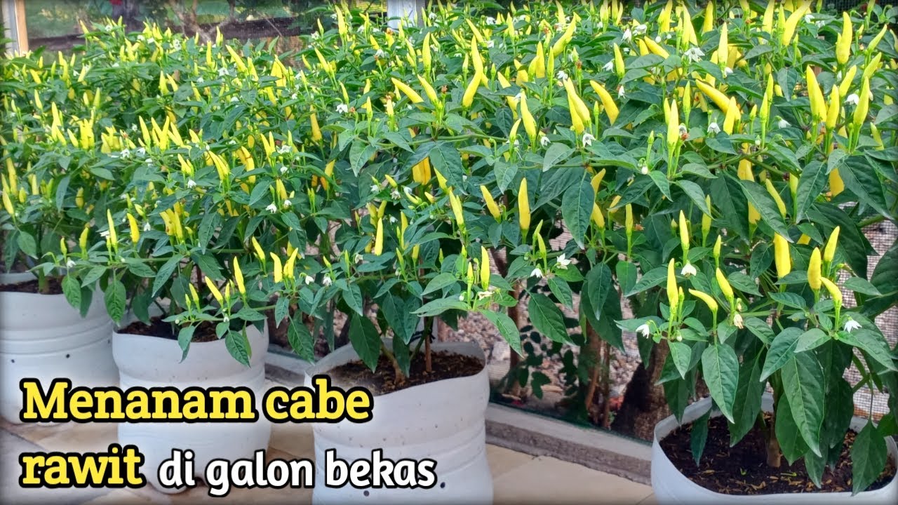 menanam cabe rawit di galon_berbuah lebat - YouTube