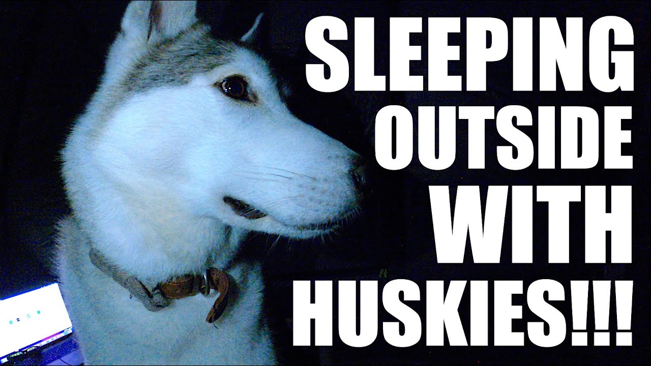 Siberian Husky Memes