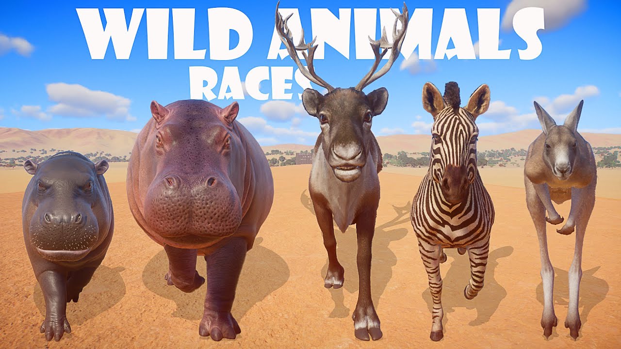 Wild Animals Speed Races in Planet Zoo included Hippo, Hippopotamus ...