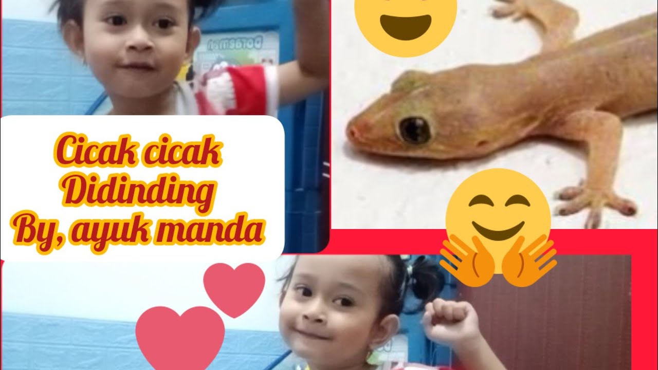 Cicak cicak didinding - YouTube
