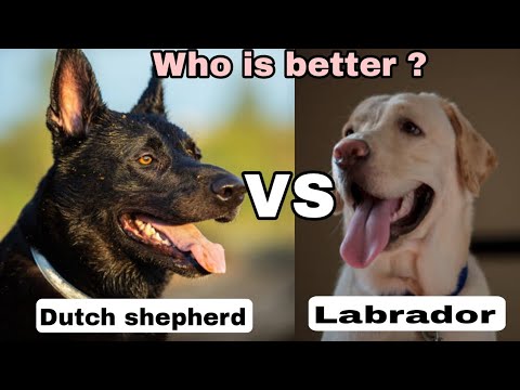 Dutch shepherd vs Labrador retriever || Who is better ? || World most ...