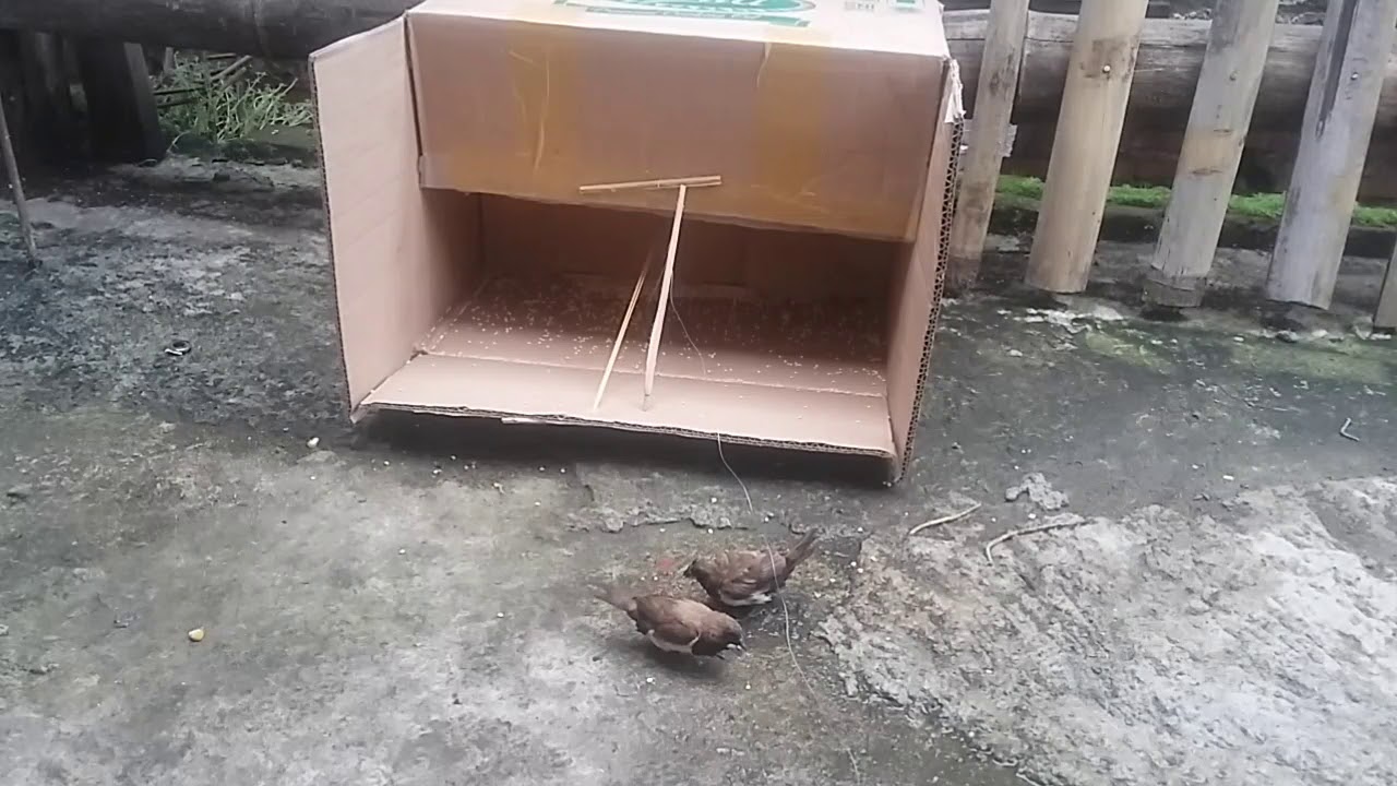 #jebakanburung #birdstrap Membuat Jebakan Burung dalam Waktu 2 Menit ...