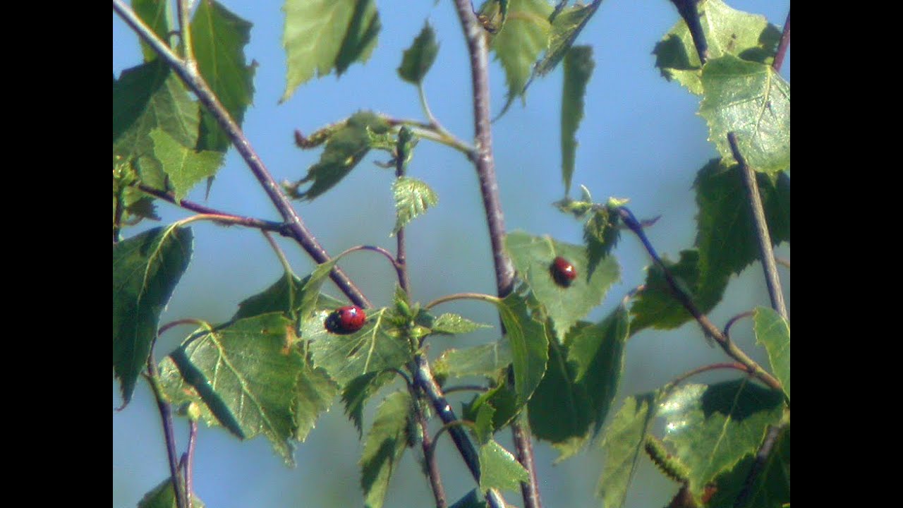 A first survey for the Hazel Pot Beetle - YouTube