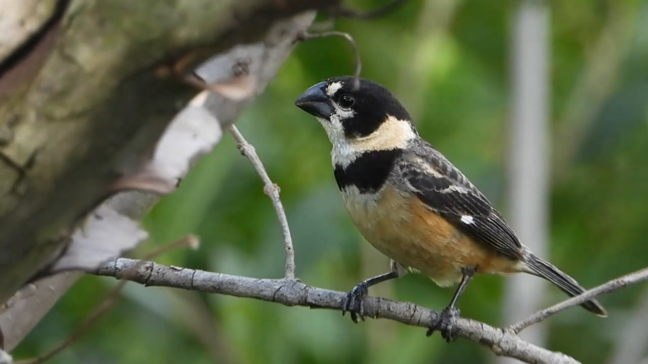 Canto: Coleiro-do-brejo: Brincando de esconde esconde (Sporophila ...