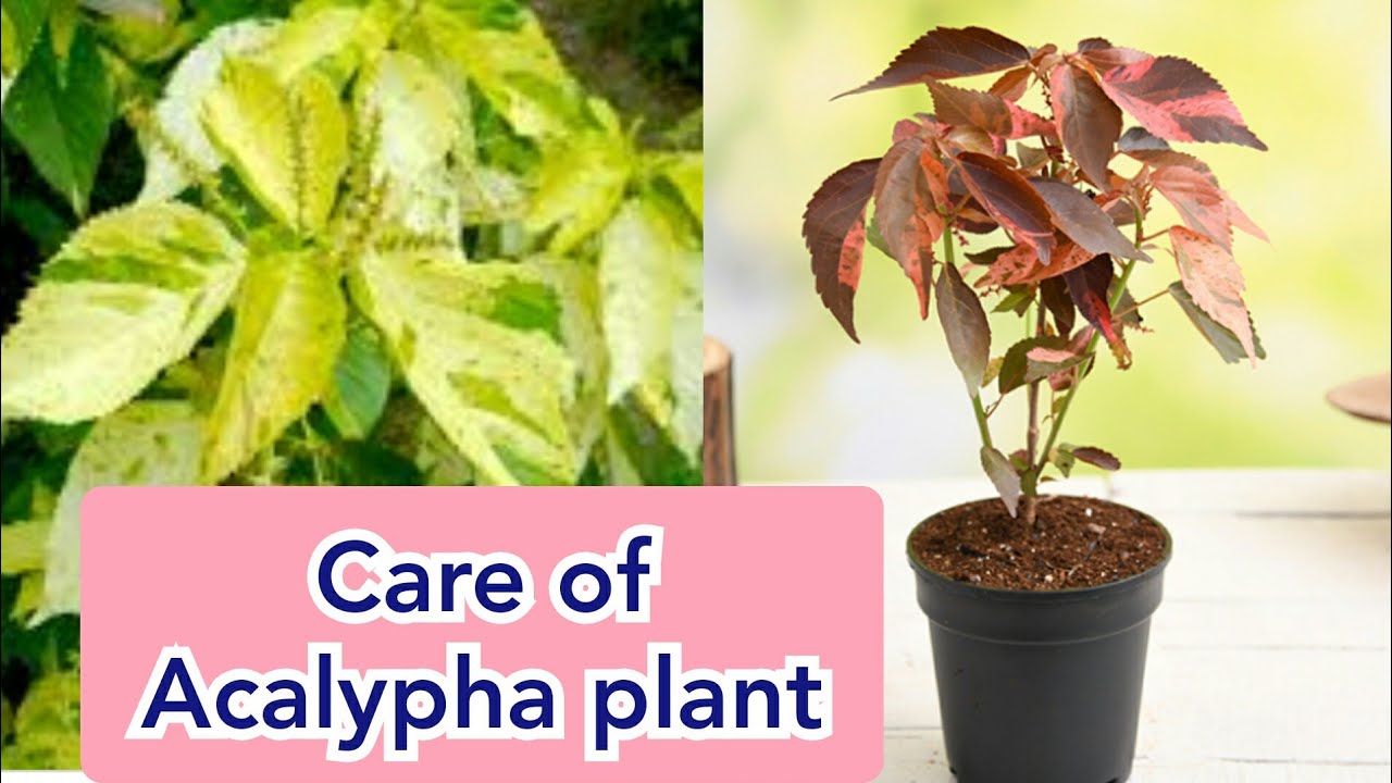 How to grow Acalypha plant and its care.....एकालिफा पौधा को लगाने का ...