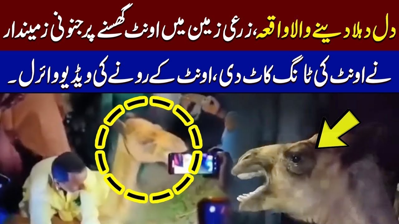 Camel leg cut incident in Sindh | Sanghar camel incident - YouTube