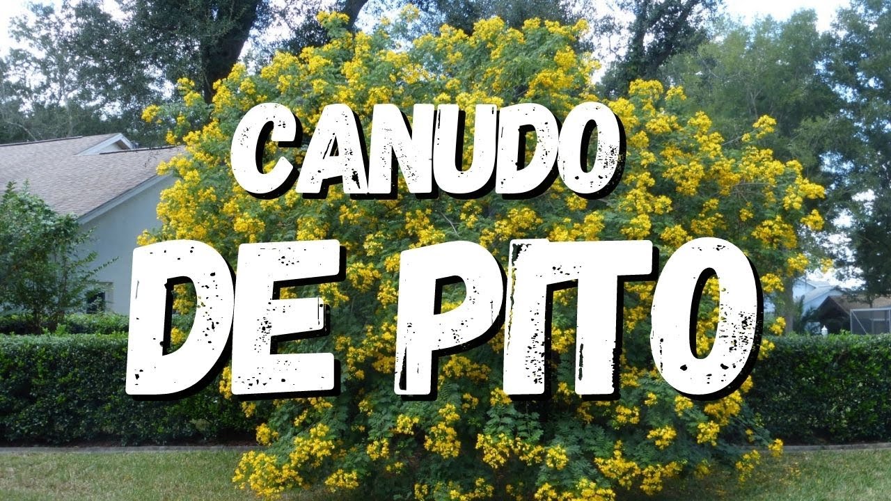 Canudo de Pito: Um Guia Completo Desta Planta - YouTube