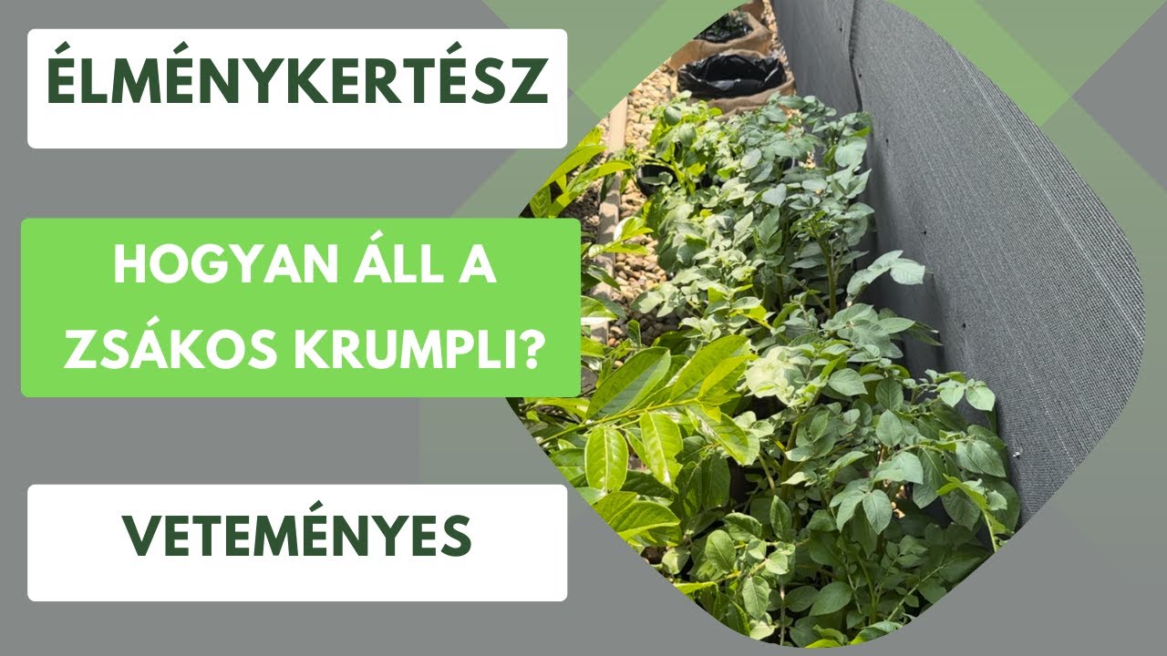 Zsákos krumpli helyzetjelentés🥔 - YouTube