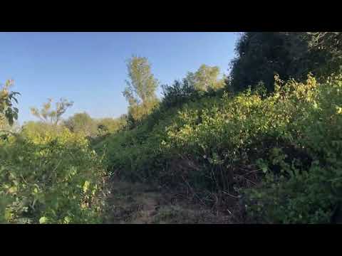 Animals of Amazon 4K - Animals That Call The Jungle Home | Amazon Rainforest |Scenic R