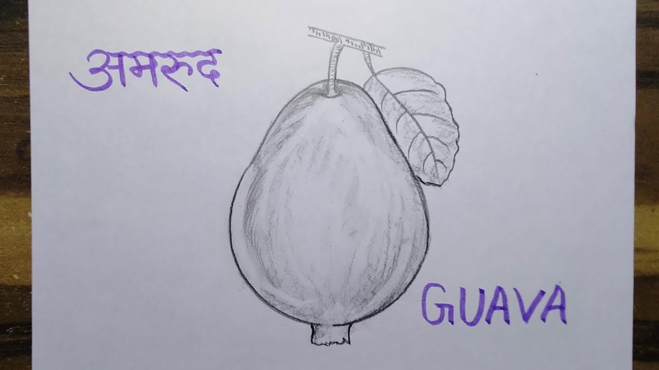 How to draw a guava step by step || अमरूद का चित्र बनाना सीखें आसानी से ...