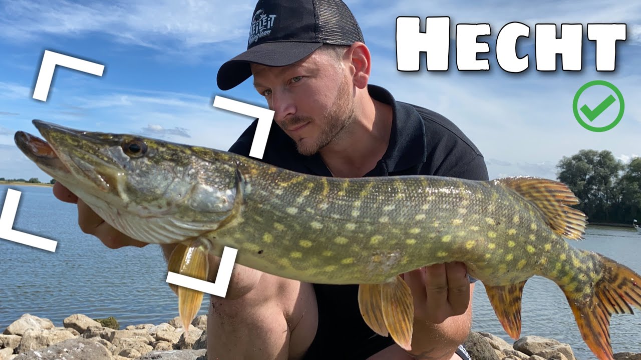 Angeln auf Hecht, Zander und Barsch - YouTube