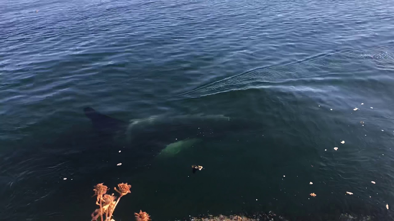 SRKW’s/ Sept 17, 2018 - YouTube