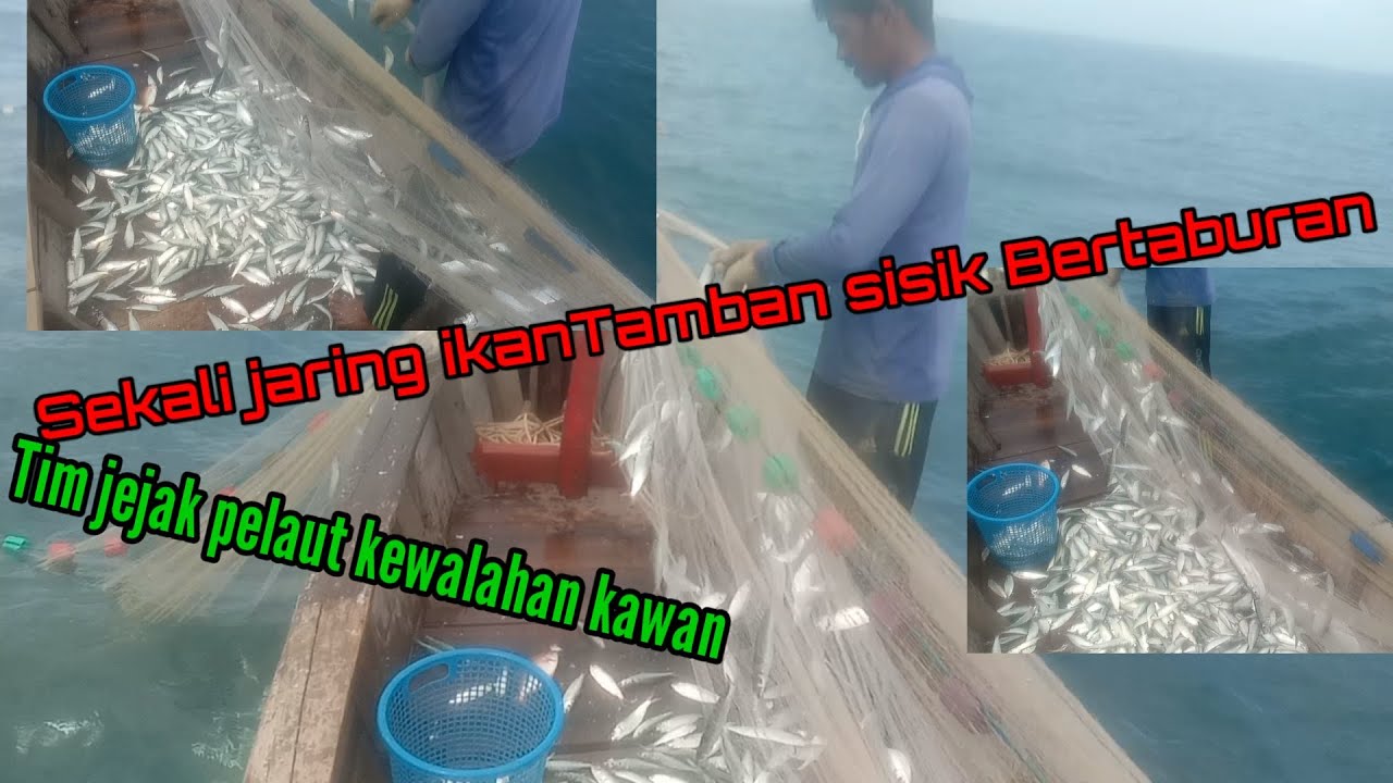 Cara menjaring ikan sarden - YouTube