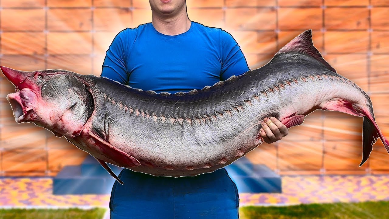 Receta de esturión enorme de 44 kg | Esturión grande cocinando y comiendo por VANZAI - YouTube