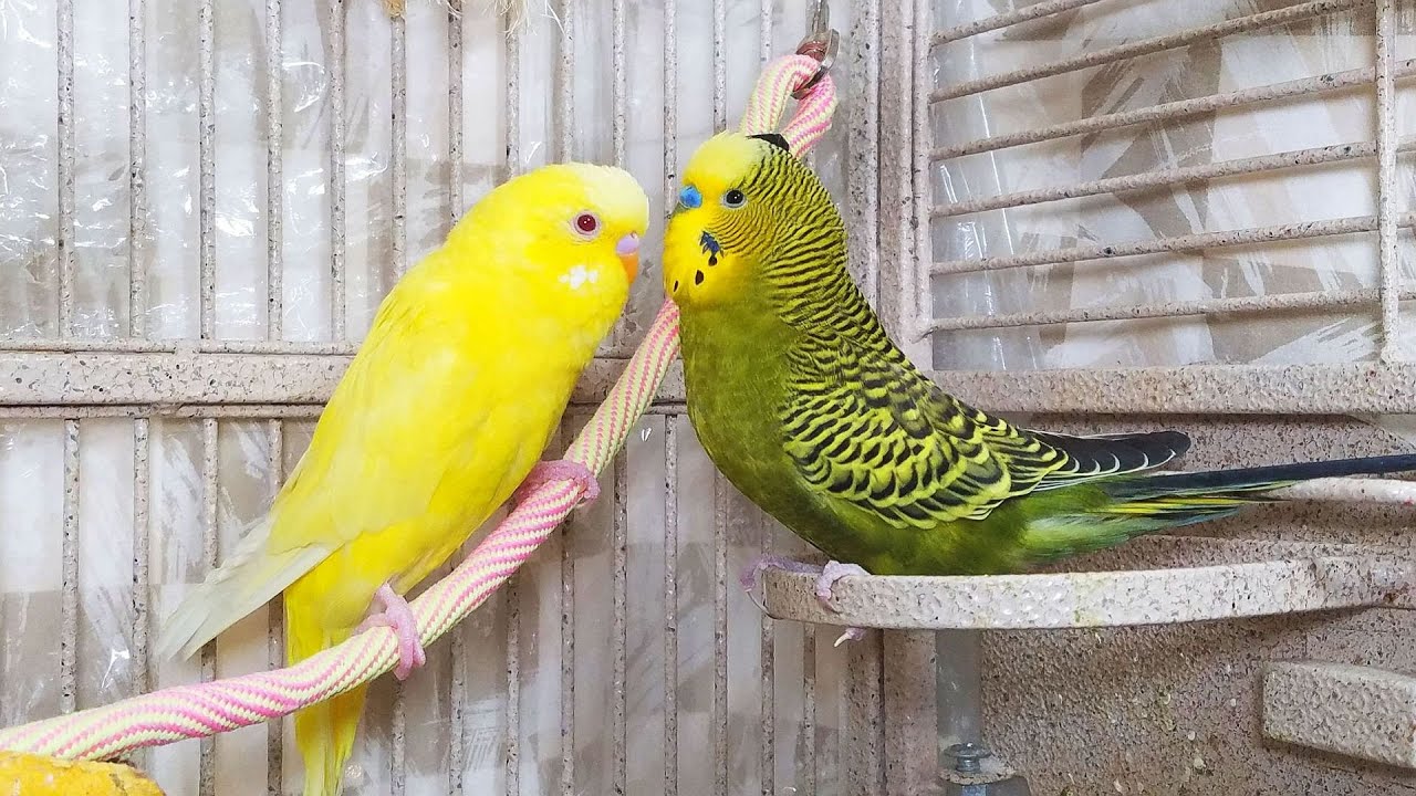 4.5 Hr Happy Parakeets Singing Eating Playing, Cute Budgies Chirping ...
