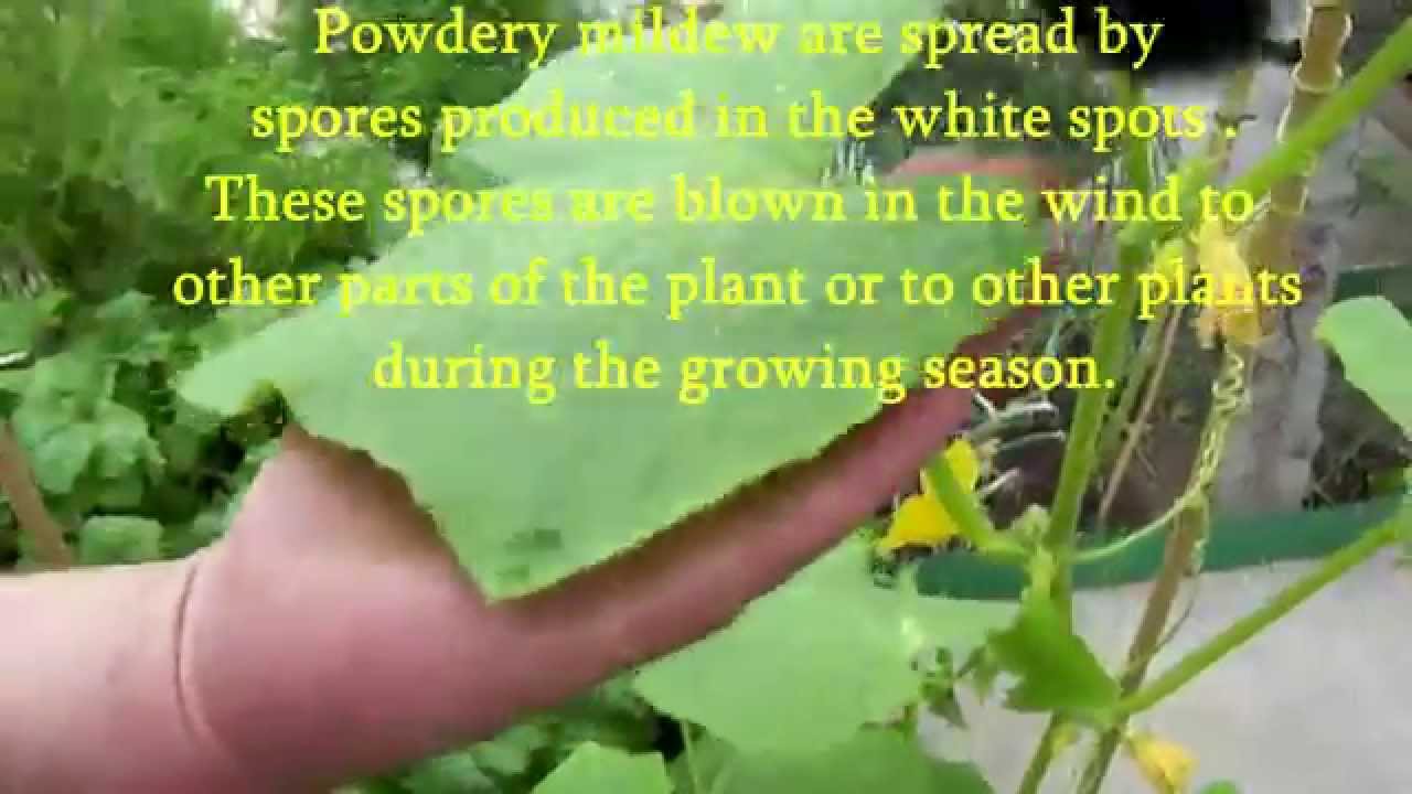 Powdery Mildew how to control and stop - YouTube