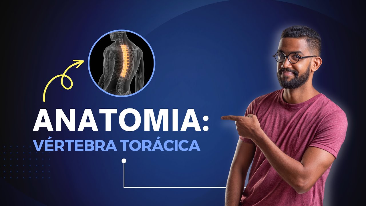 Aula de Anatomia - Vértebra Torácica - YouTube