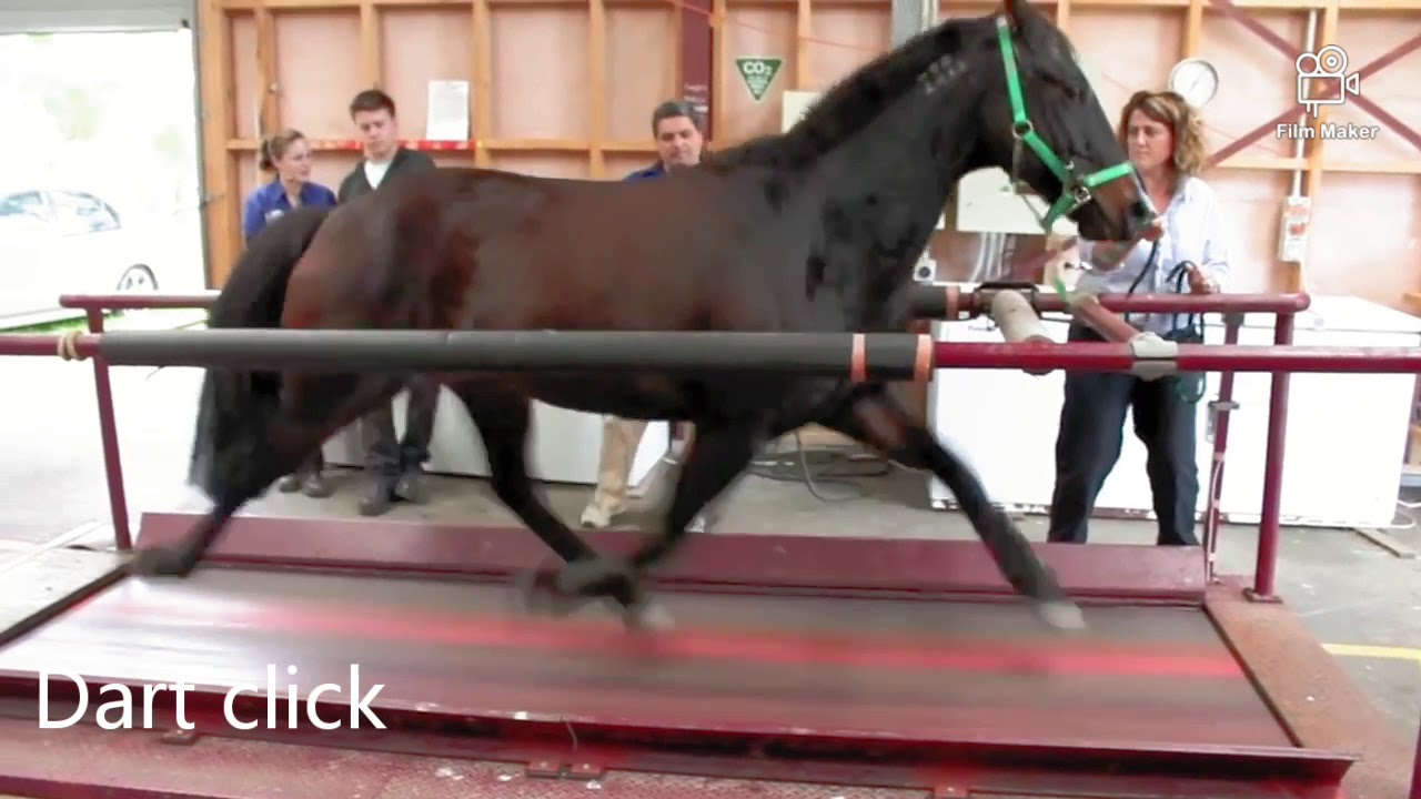 Horse Running treadmill | Horse Riding | Horse Lover | Dart Click - YouTube
