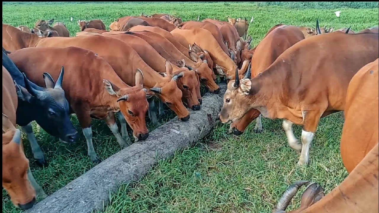 Pakan Ternak Sapi Bali Melimpah dimusim Penghujan, Ternak Tidak Jauh ...