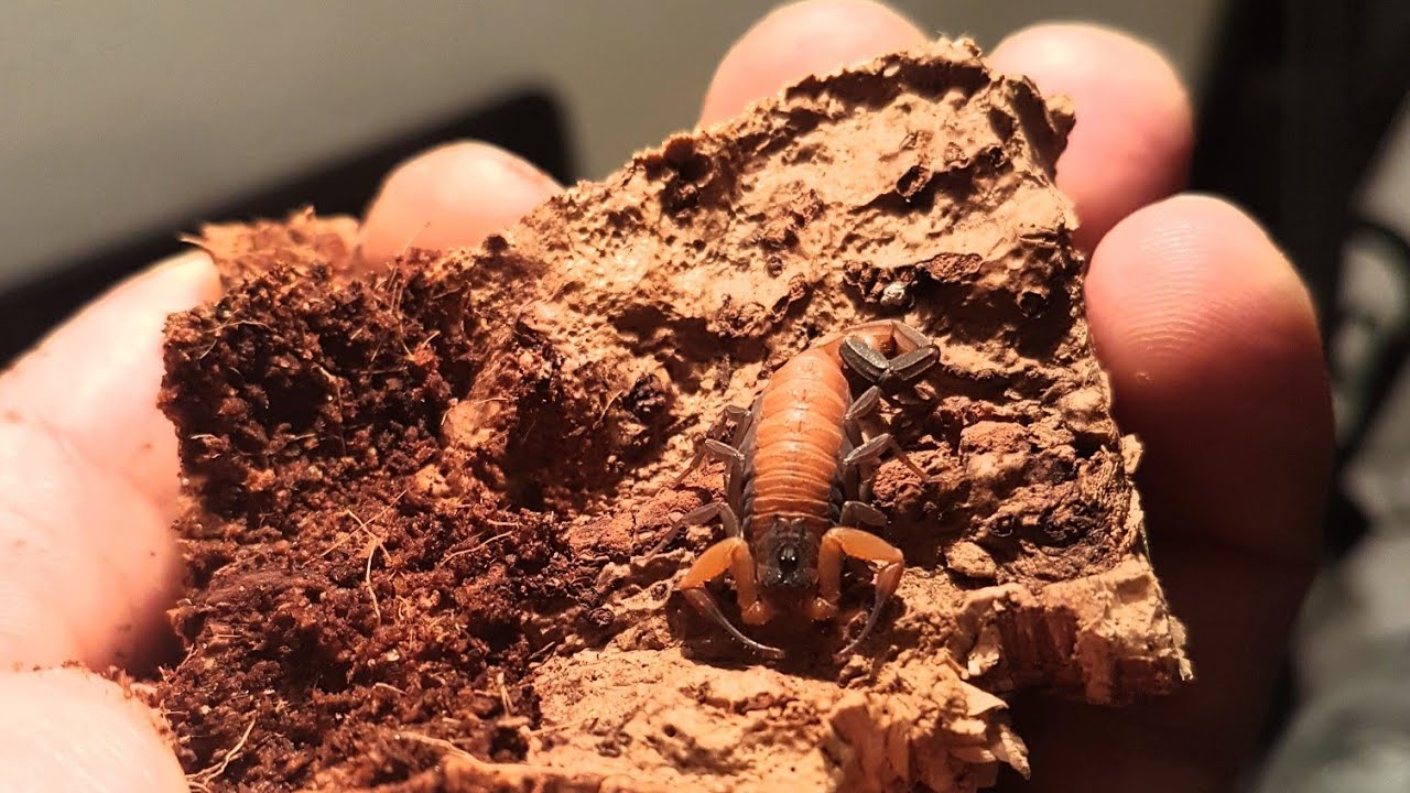 Scorpion feeding,the blue scorpion,heteroctenus junceus,Cuba scorpion ...
